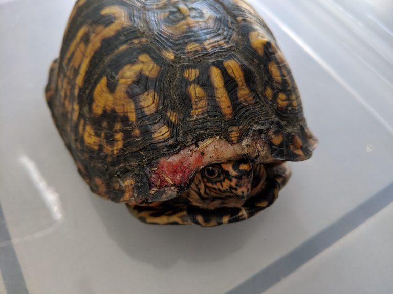 Injured Box Turtle goes on a road trip. #HarveyTravels - Roscoe's etc.